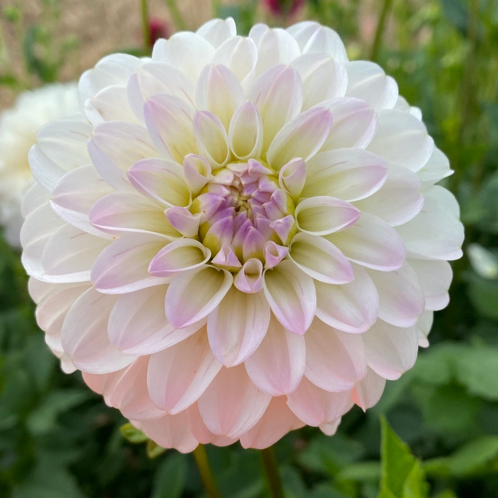 Dahlia Tubers – Roam Flora