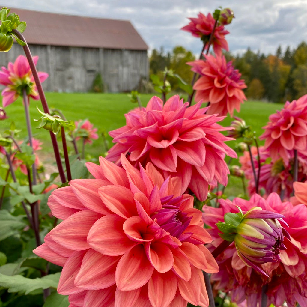 Dahlia Tubers - Roam Flora