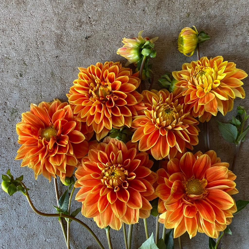 Dahlia Tubers – Roam Flora