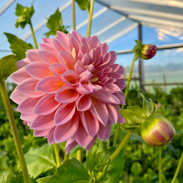 Dahlia Castle Drive - Roam Flora