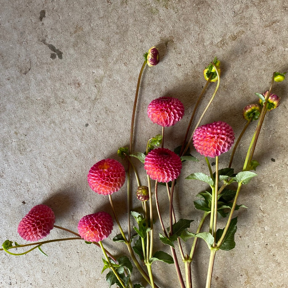 Dahlia Tubers - Roam Flora