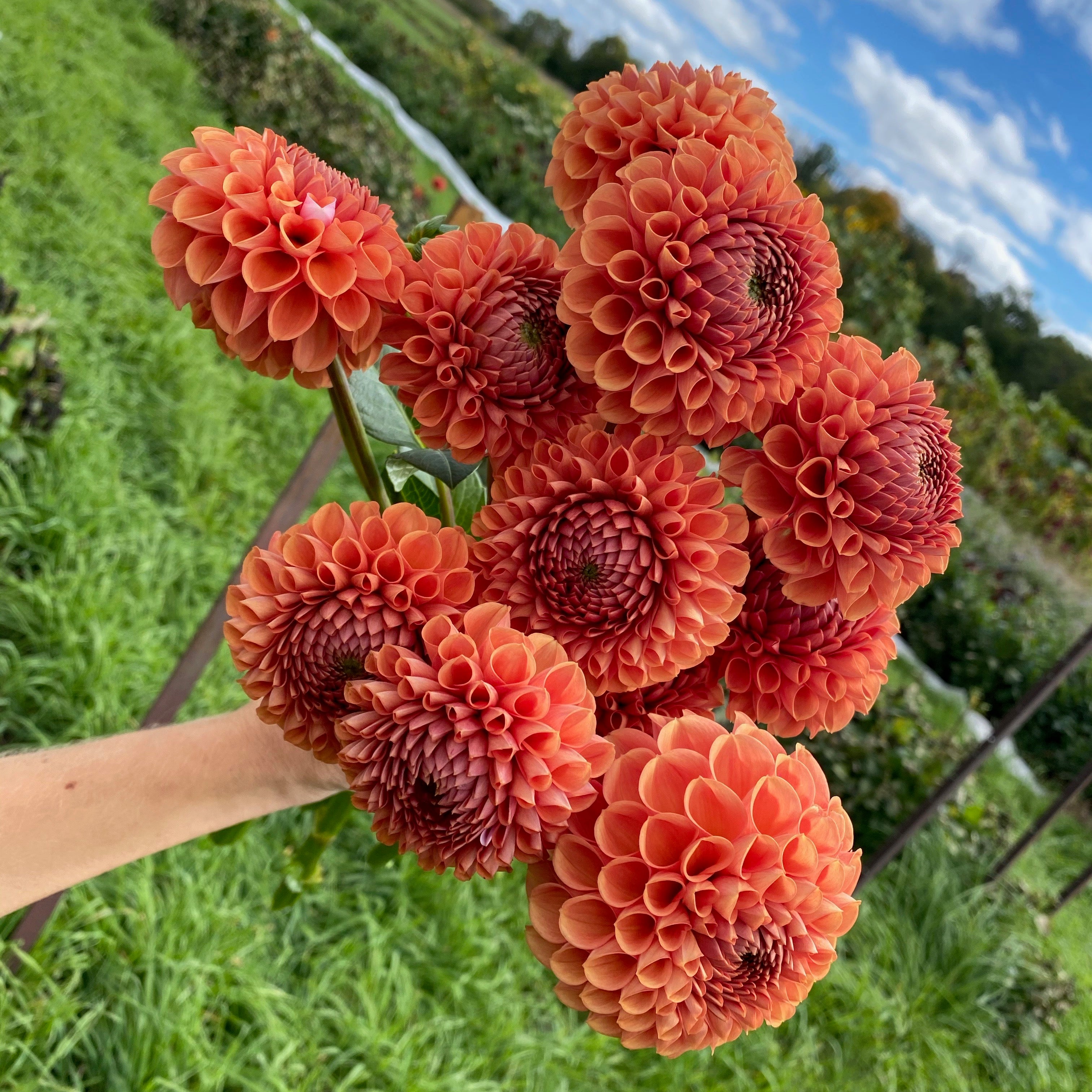 Dahlia Tubers – Roam Flora